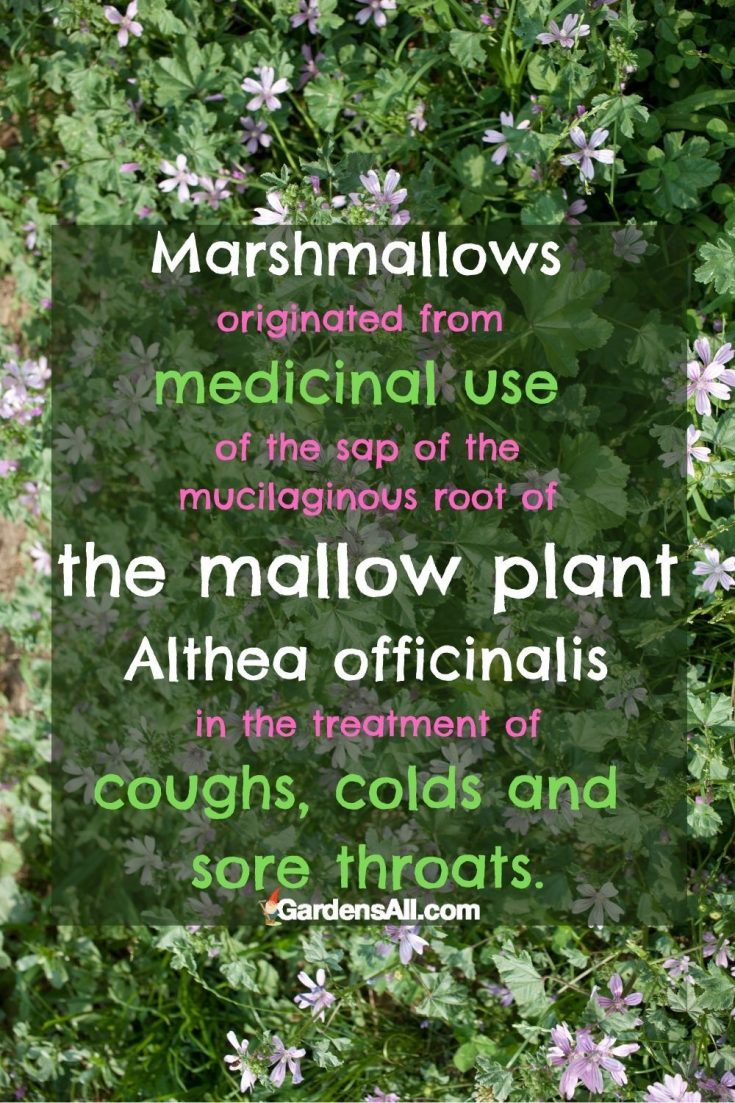 Marsh Mallow Plant - a Return to Edible and Medicinal Roots