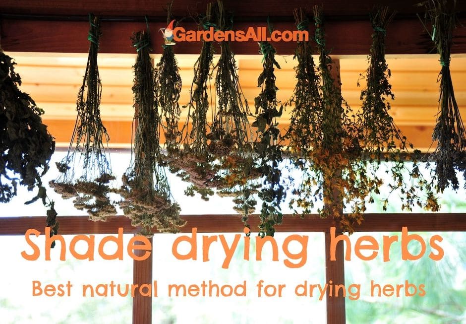 Drying Rosemary and Other Herbs - Best Ways for Greatest Nutrient Retention