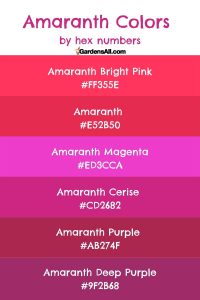 Growing Amaranth and Why You'll Want to - GardensAll