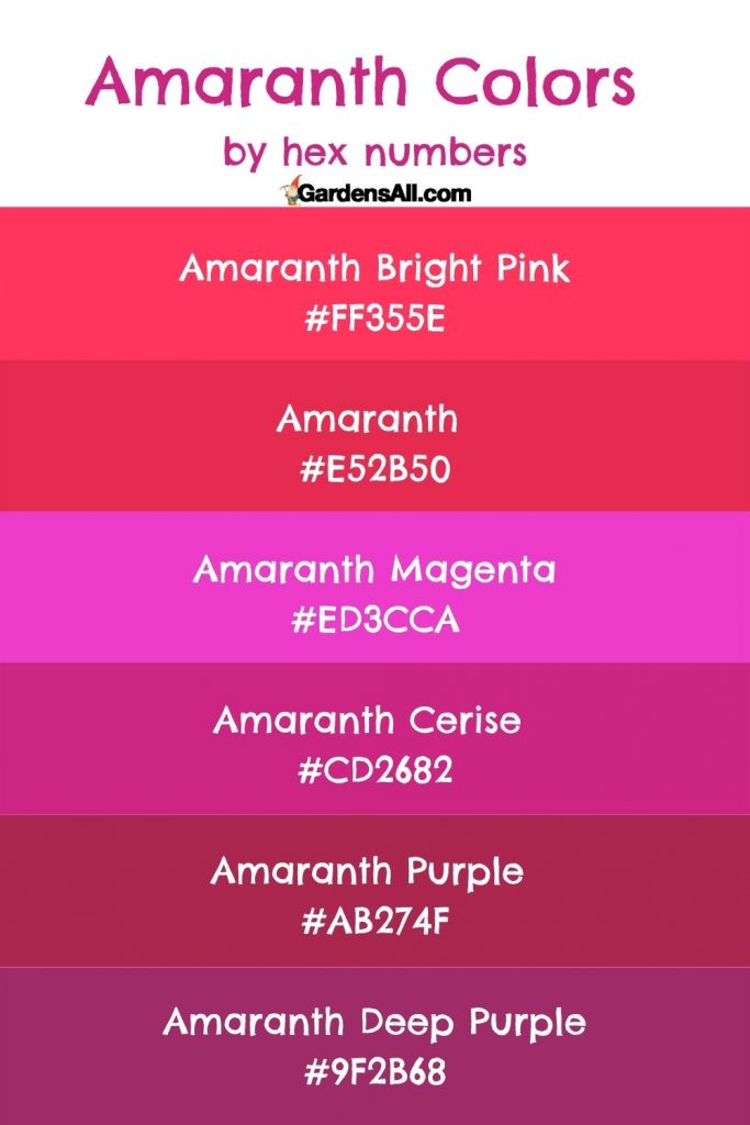 Growing Amaranth and Why You'll Want to - GardensAll