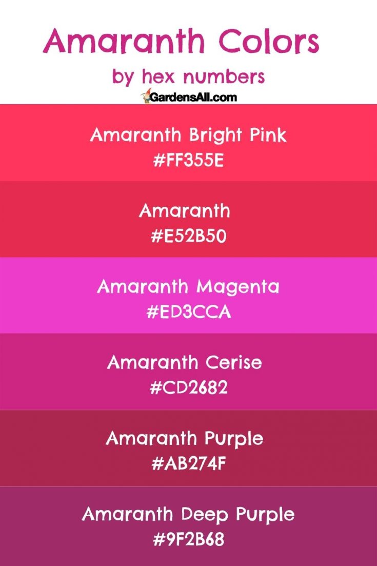 Growing Amaranth and Why You'll Want to - GardensAll