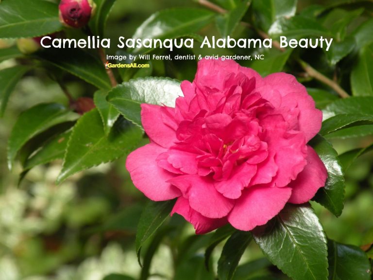 Camellia Sasanqua for Beautiful Fall Flowers and Homemade Tea! - GardensAll