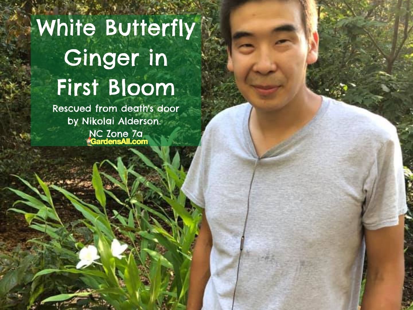 White Butterfly Ginger Plant - a Most Fragrant Ginger - GardensAll