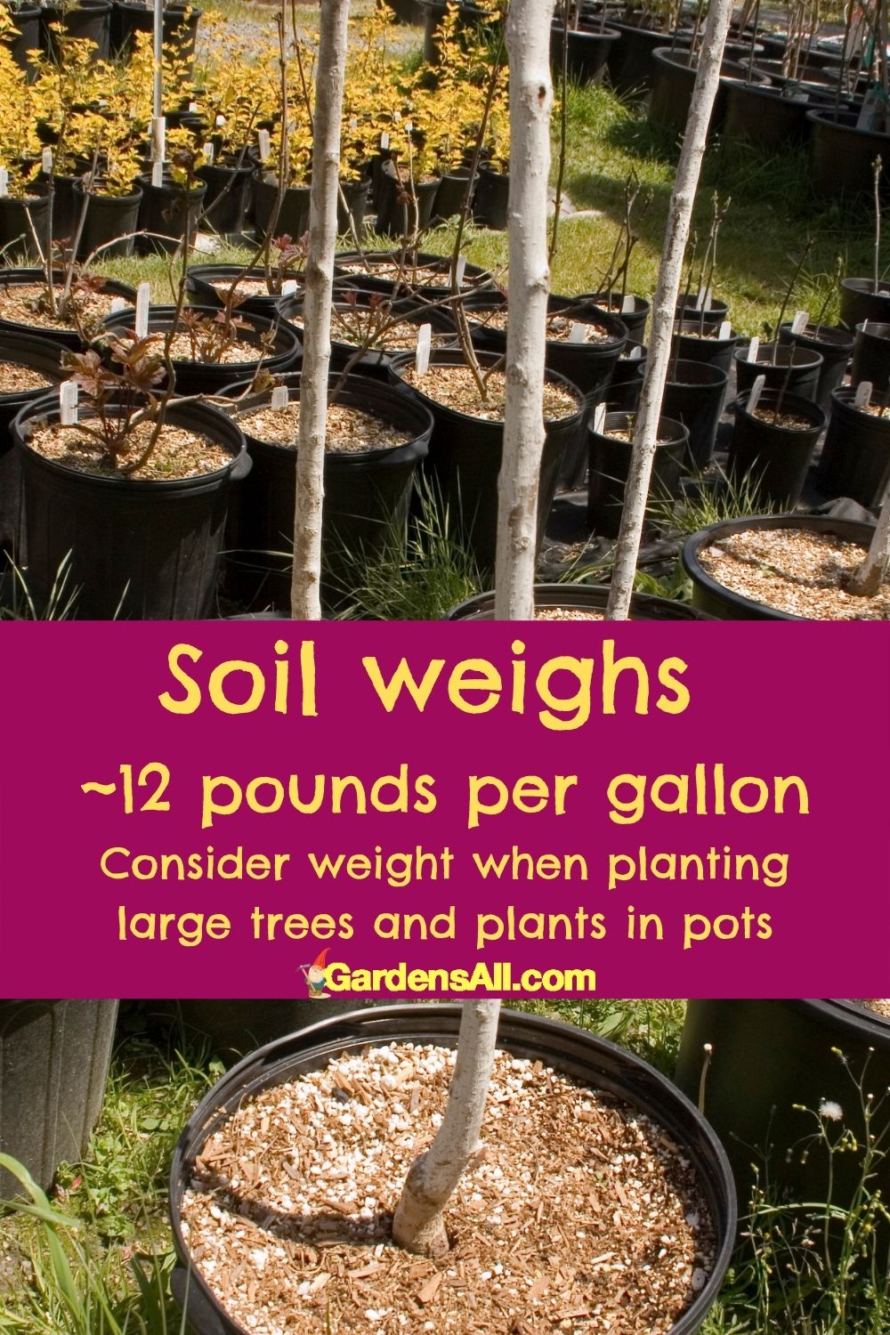 How to Plant a Tree - Everything You Need to Know - GardensAll