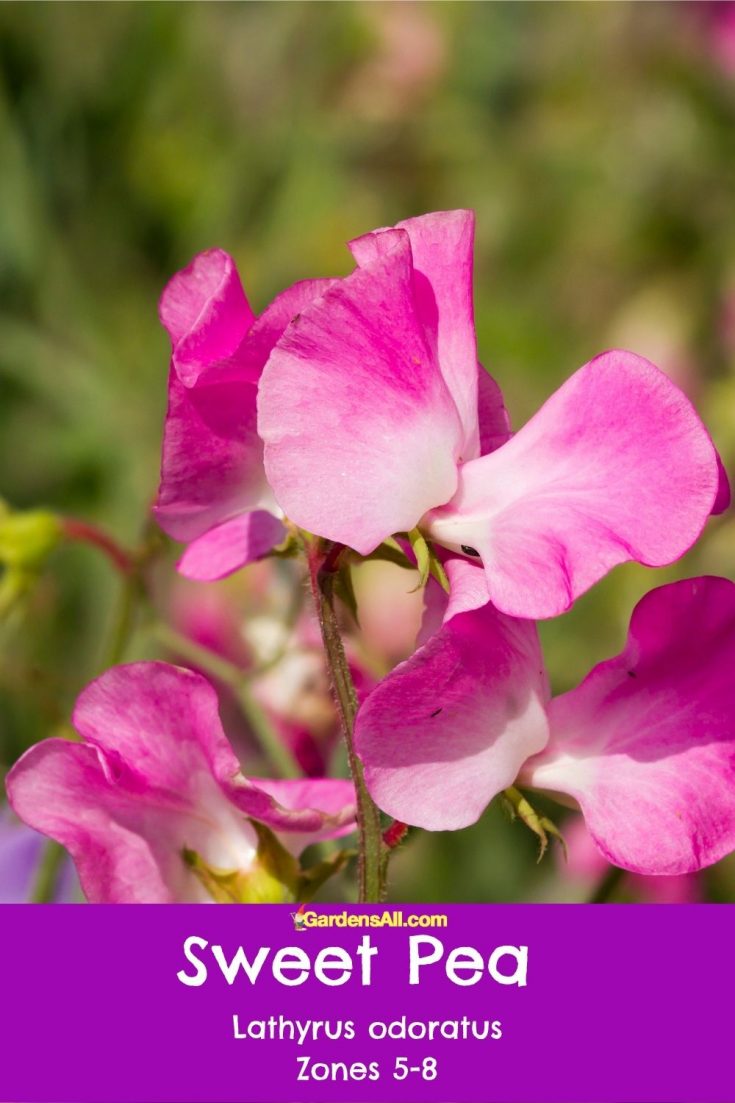 Flowers That Bloom in Winter Listed by Color and More! - GardensAll