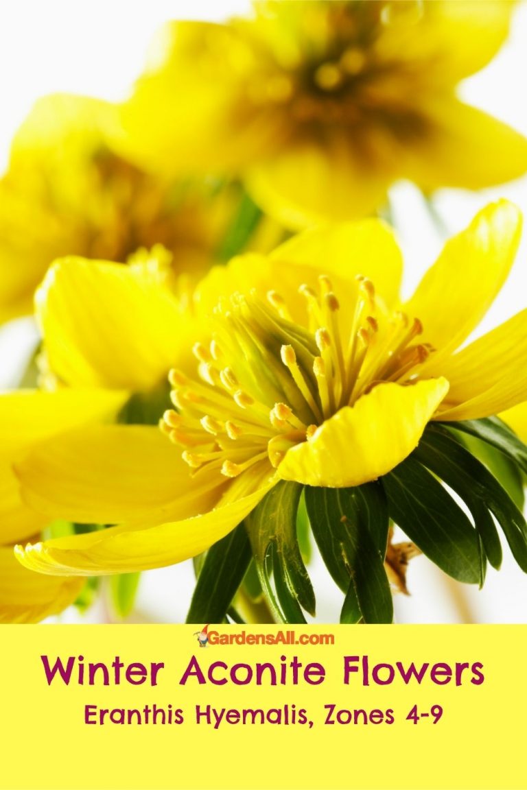 Flowers That Bloom in Winter Listed by Color and More! - GardensAll