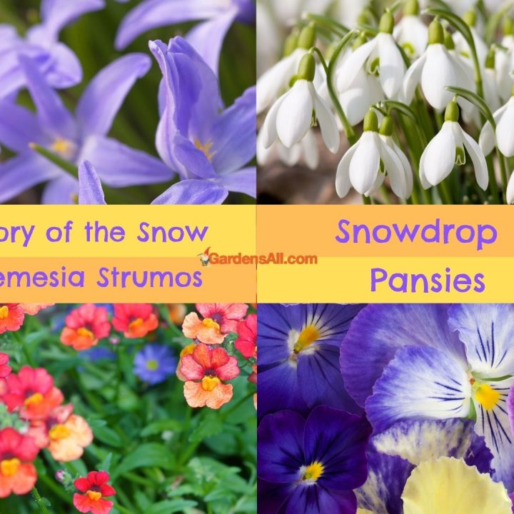 Flowers That Bloom in Winter Listed by Color and More! - GardensAll