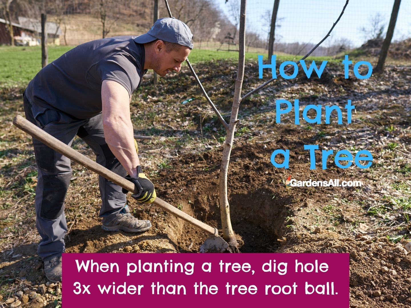 How to Plant a Tree - Everything You Need to Know - GardensAll