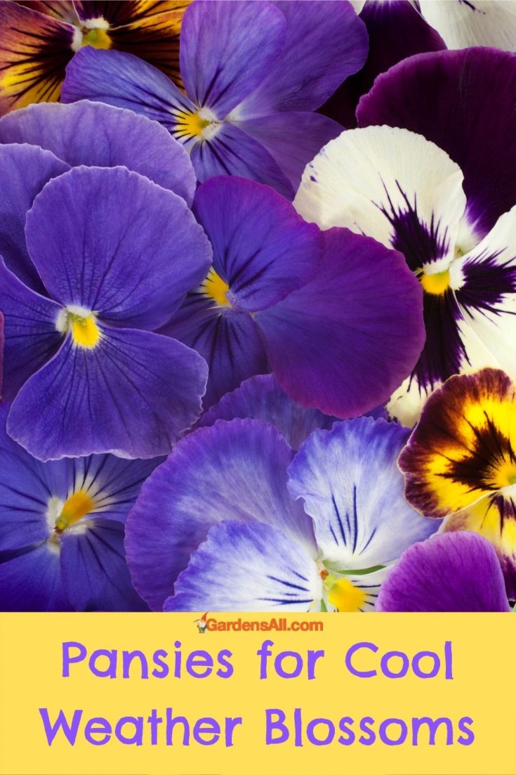 Flowers That Bloom in Winter Listed by Color and More! - GardensAll