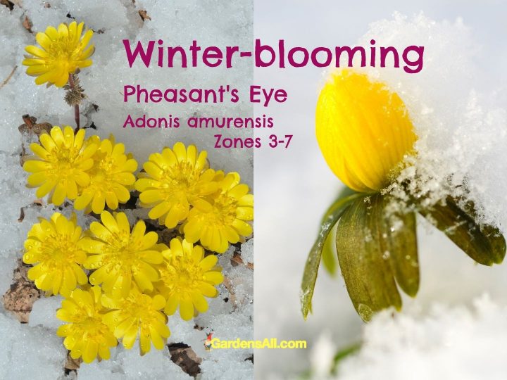 Flowers That Bloom in Winter Listed by Color and More! - GardensAll