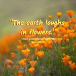 Beautiful Flower Quotes for Inspiration and Reflection on Nature's ...