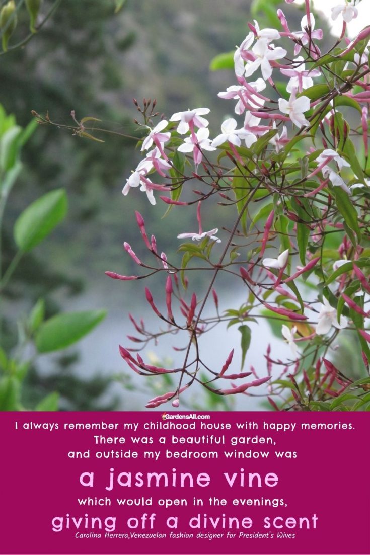 Beautiful Flower Quotes for Inspiration and Reflection on Nature's ...