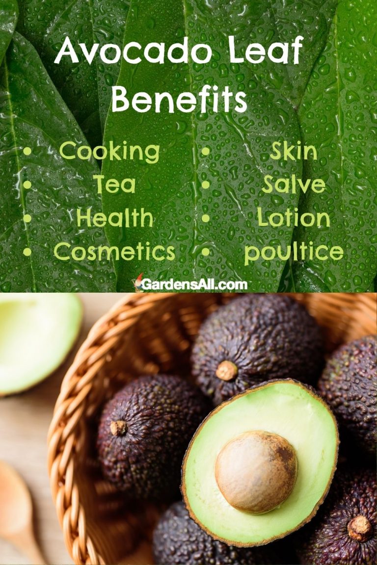 Avocado Leaves Uses and Benefits to Get to Know - GardensAll