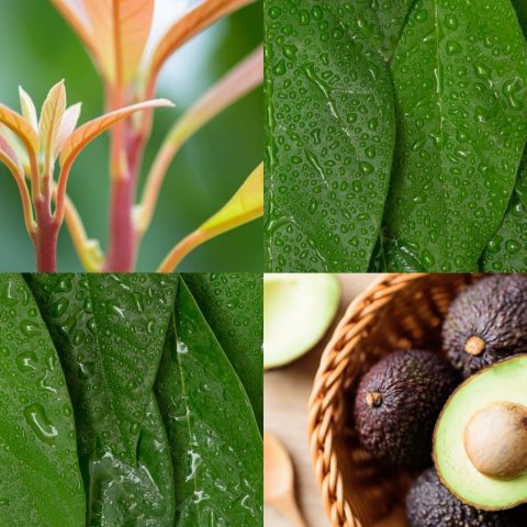 Avocado Leaves Uses and Benefits to Get to Know - GardensAll