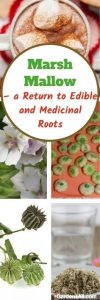 Marsh Mallow Plant - a Return to Edible and Medicinal Roots