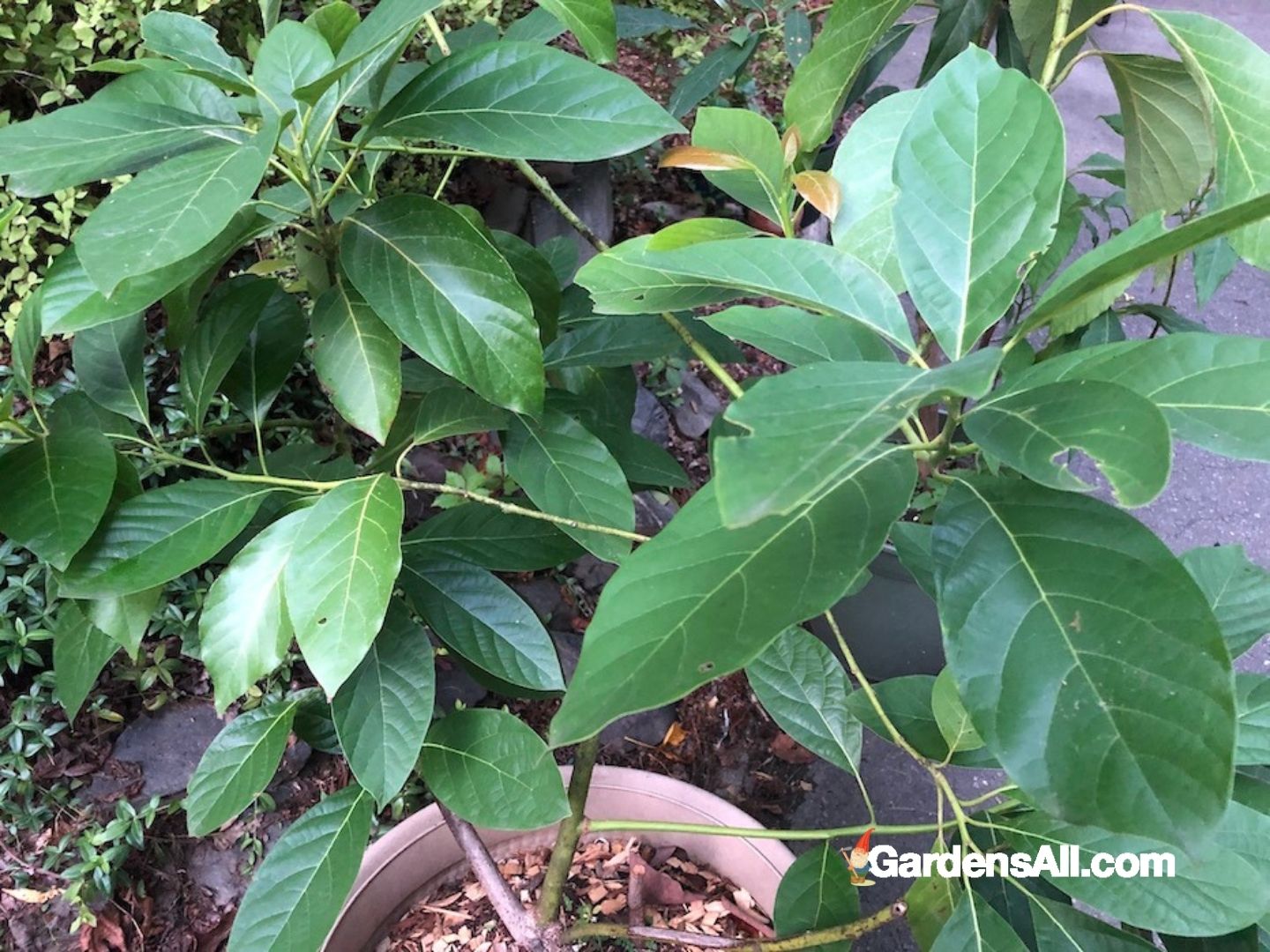 Avocado Leaves Uses and Benefits to Get to Know - GardensAll