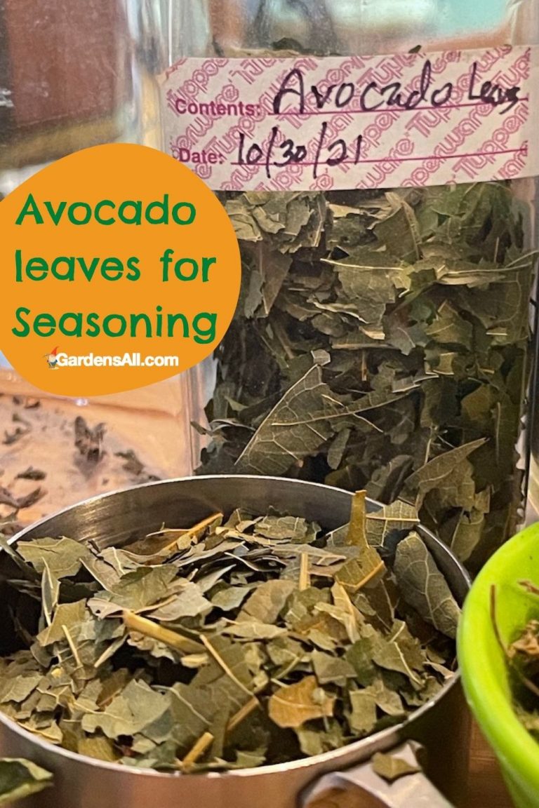 Avocado Leaves Uses and Benefits to Get to Know - GardensAll