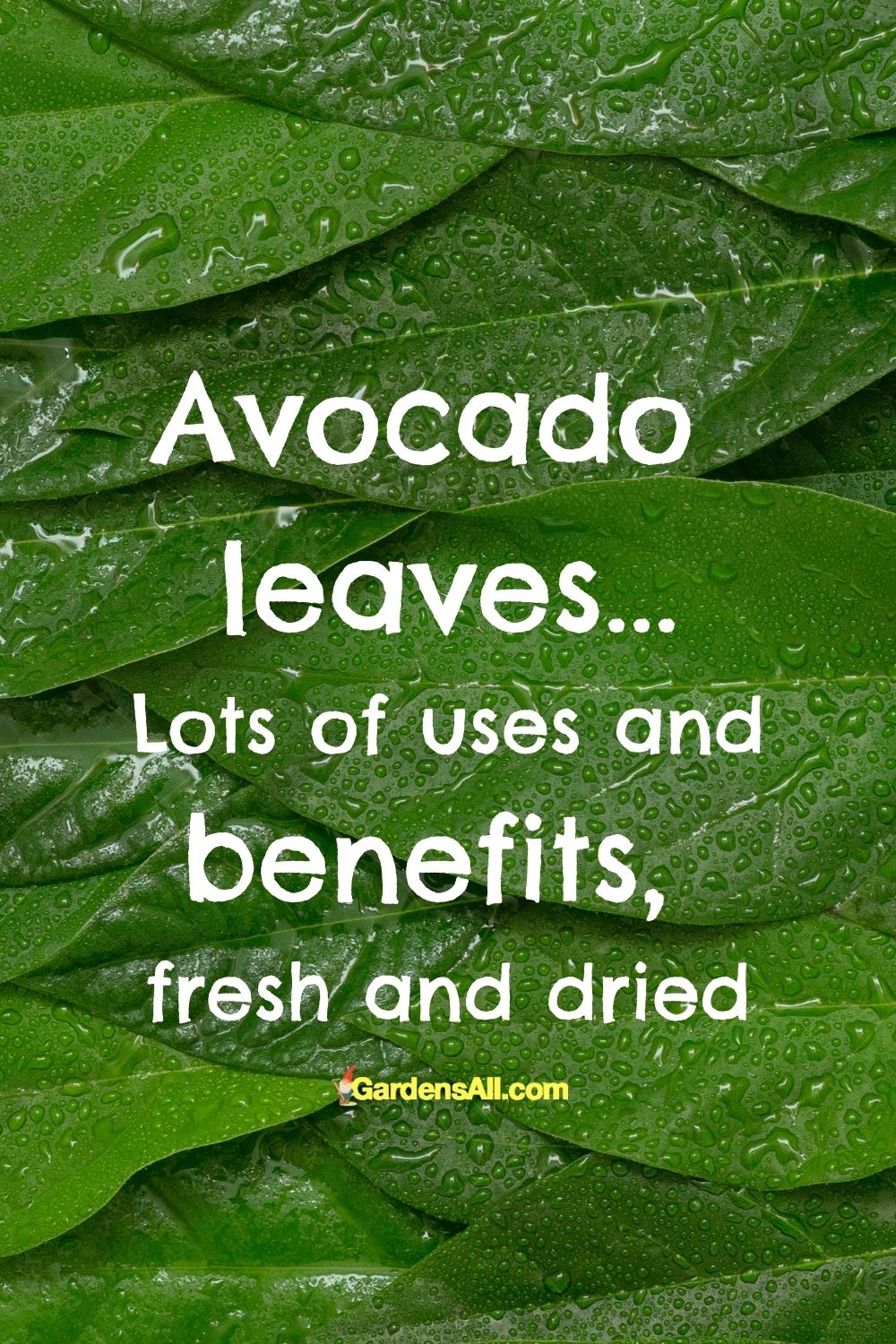 Avocado Leaves Uses and Benefits to Get to Know - GardensAll