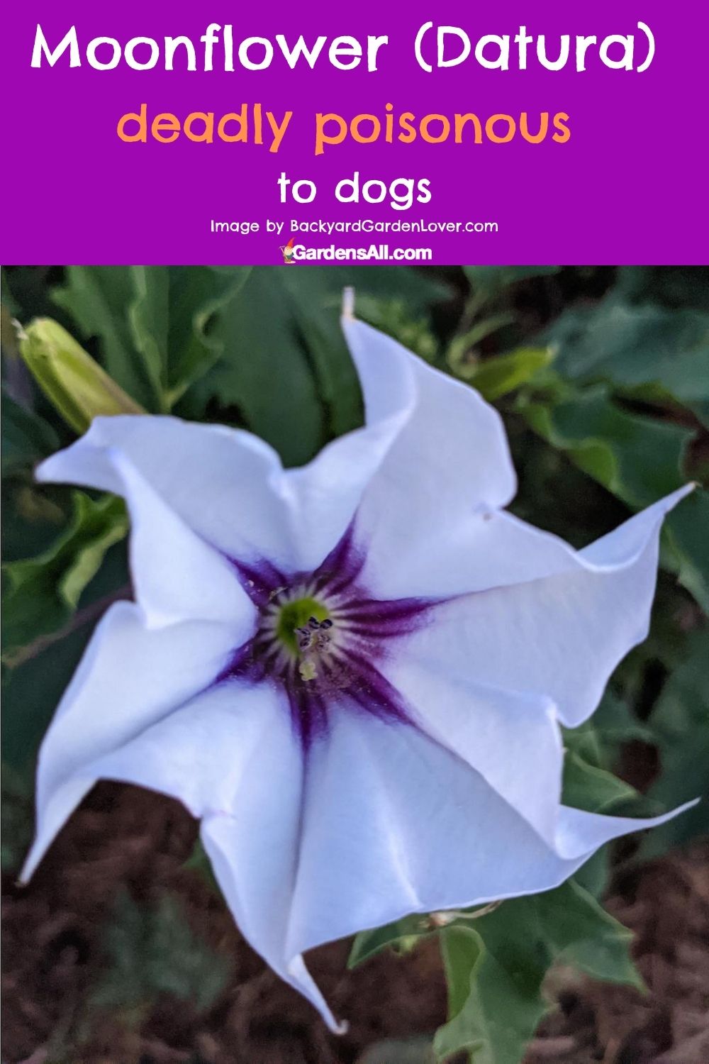 Plants Poisonous to Dogs - What Dog Owners Need to Know - GardensAll