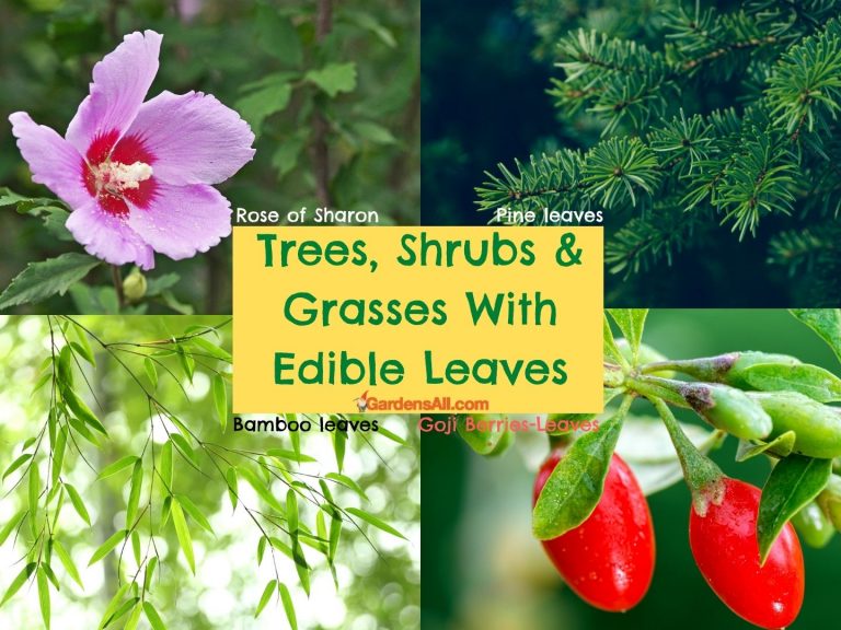 Edible Tree Leaves, Plus Bark, Blossoms and More! - GardensAll