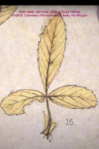 The Rose Symbolism and Meaning by Colors - GardensAll