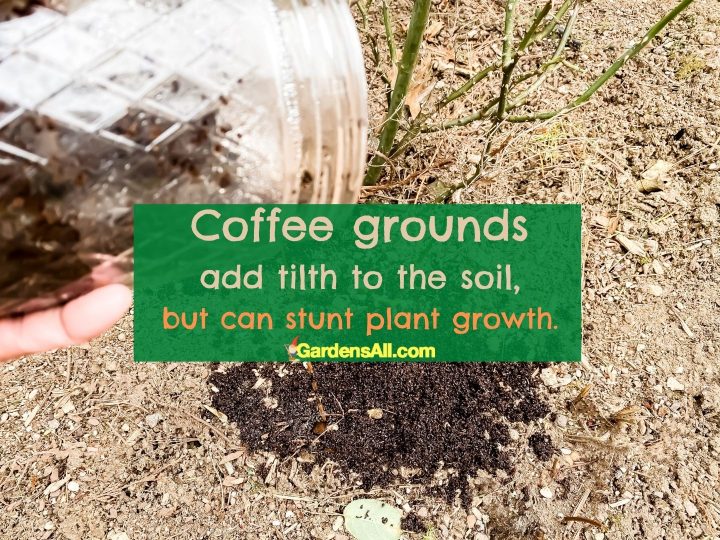 Using Coffee Grounds for Plants - the Good, the Bad and the How To