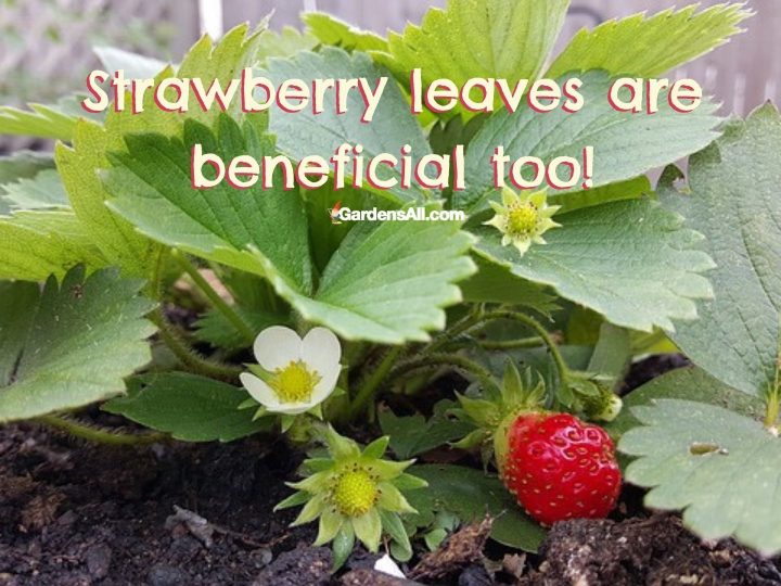 Strawberry Leaves Benefits and Uses May Surprise You - GardensAll