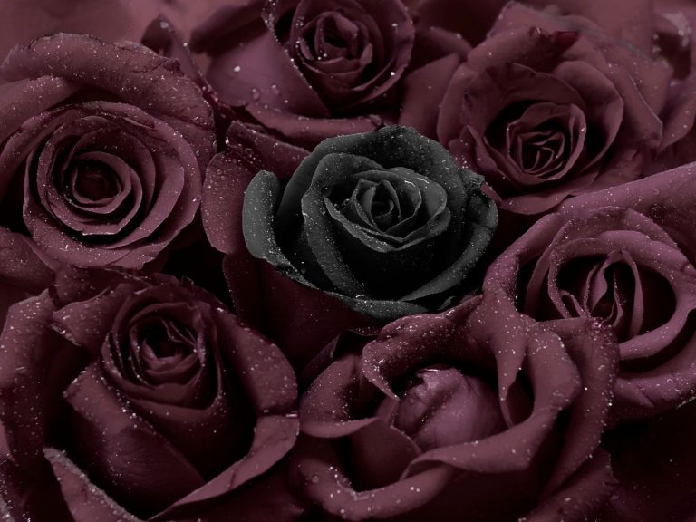 The Rose Symbolism and Meaning by Colors - GardensAll