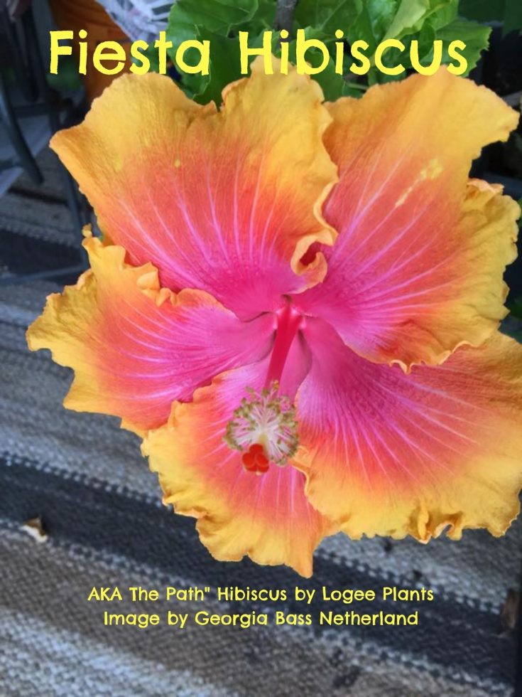 Fiesta Hibiscus - for Beauty With Benefits - GardensAll