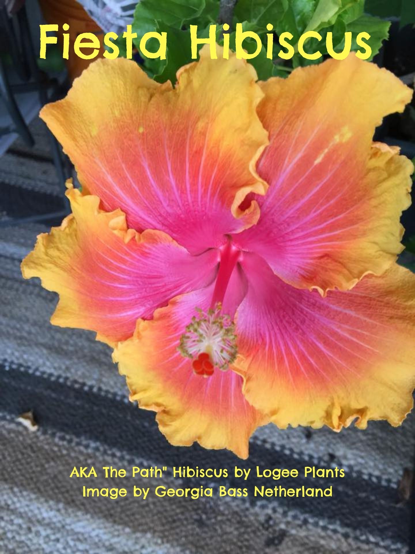 Fiesta Hibiscus - for Beauty With Benefits - GardensAll