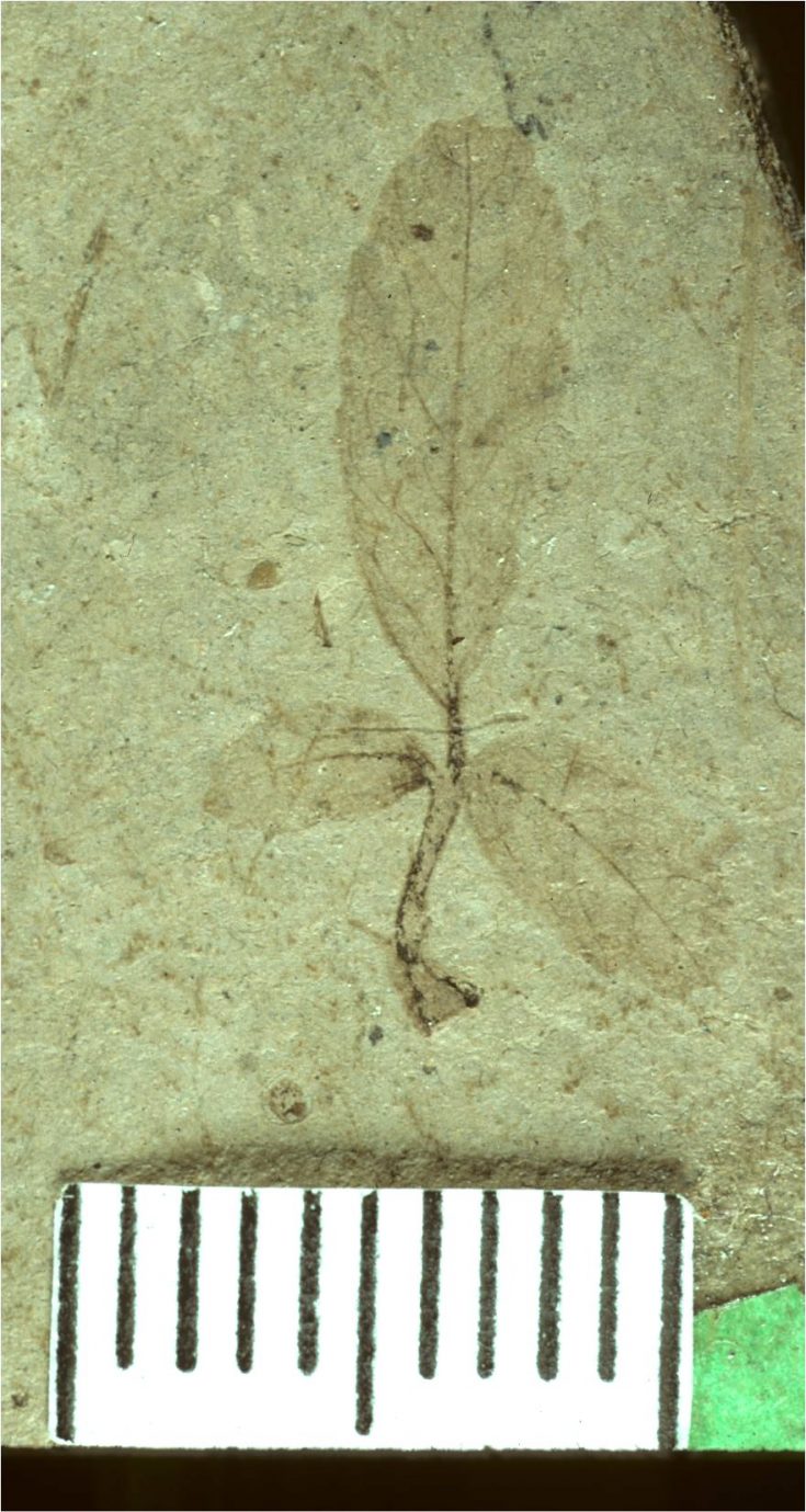 The Rose Symbolism and Meaning by Colors - GardensAll