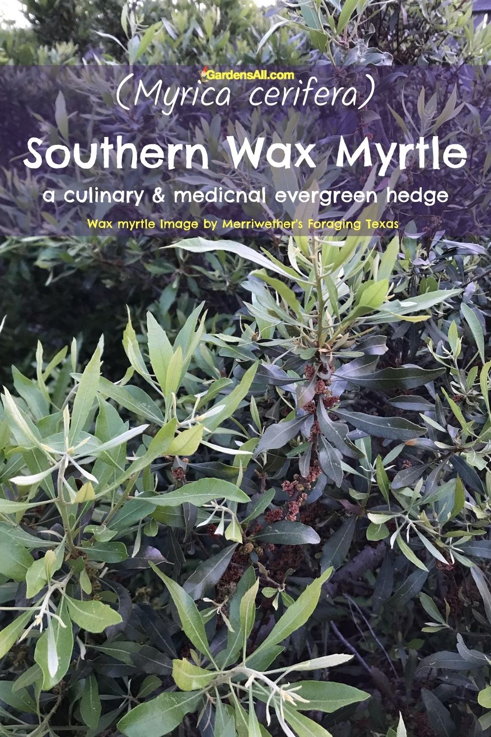 Edible Hedges for Privacy and Food - Eat That Hedge! - GardensAll