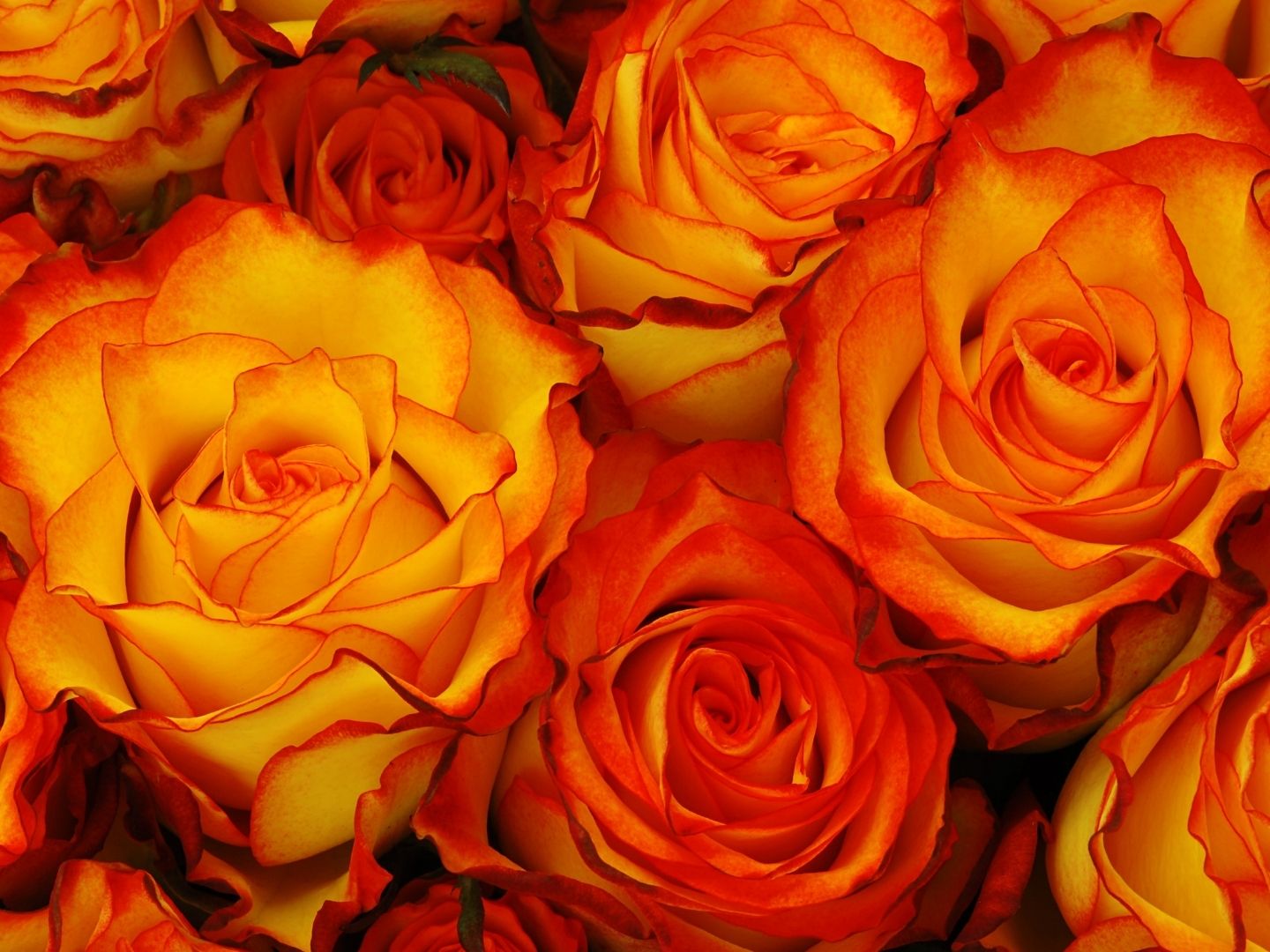 The Rose Symbolism and Meaning by Colors - GardensAll