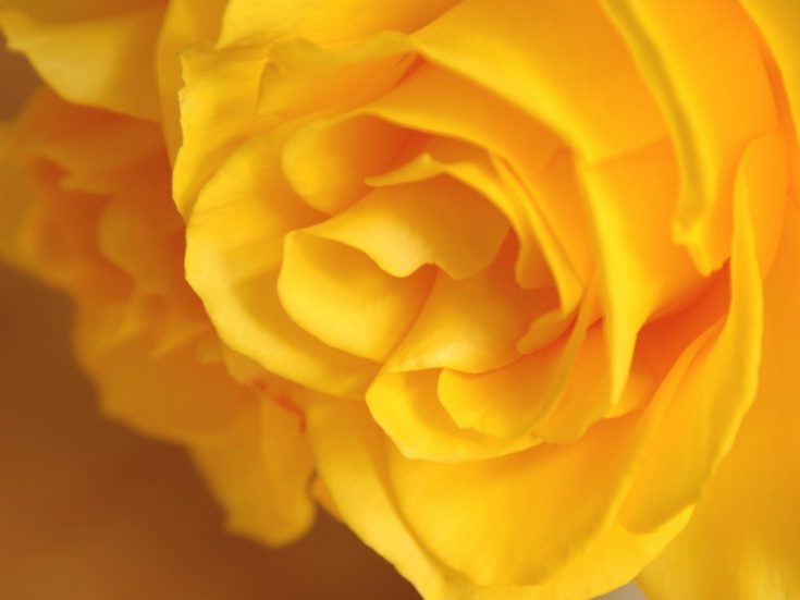 The Rose Symbolism and Meaning by Colors - GardensAll