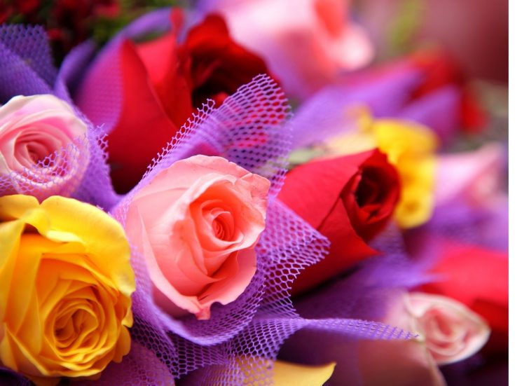 The Rose Symbolism and Meaning by Colors - GardensAll