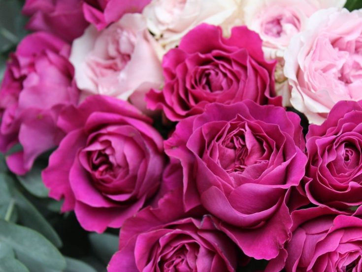 The Rose Symbolism and Meaning by Colors - GardensAll