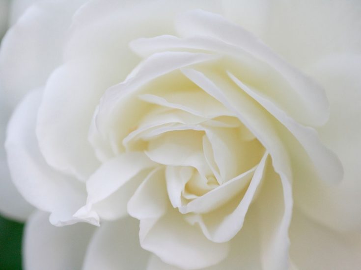 The Rose Symbolism and Meaning by Colors - GardensAll