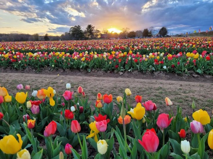 The Family Farm - a Return to Heritage - GardensAll