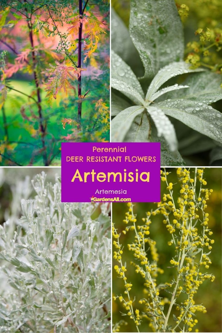 24 Beautiful, Perennial Deer Resistant Flowers For Your Yard And Garden