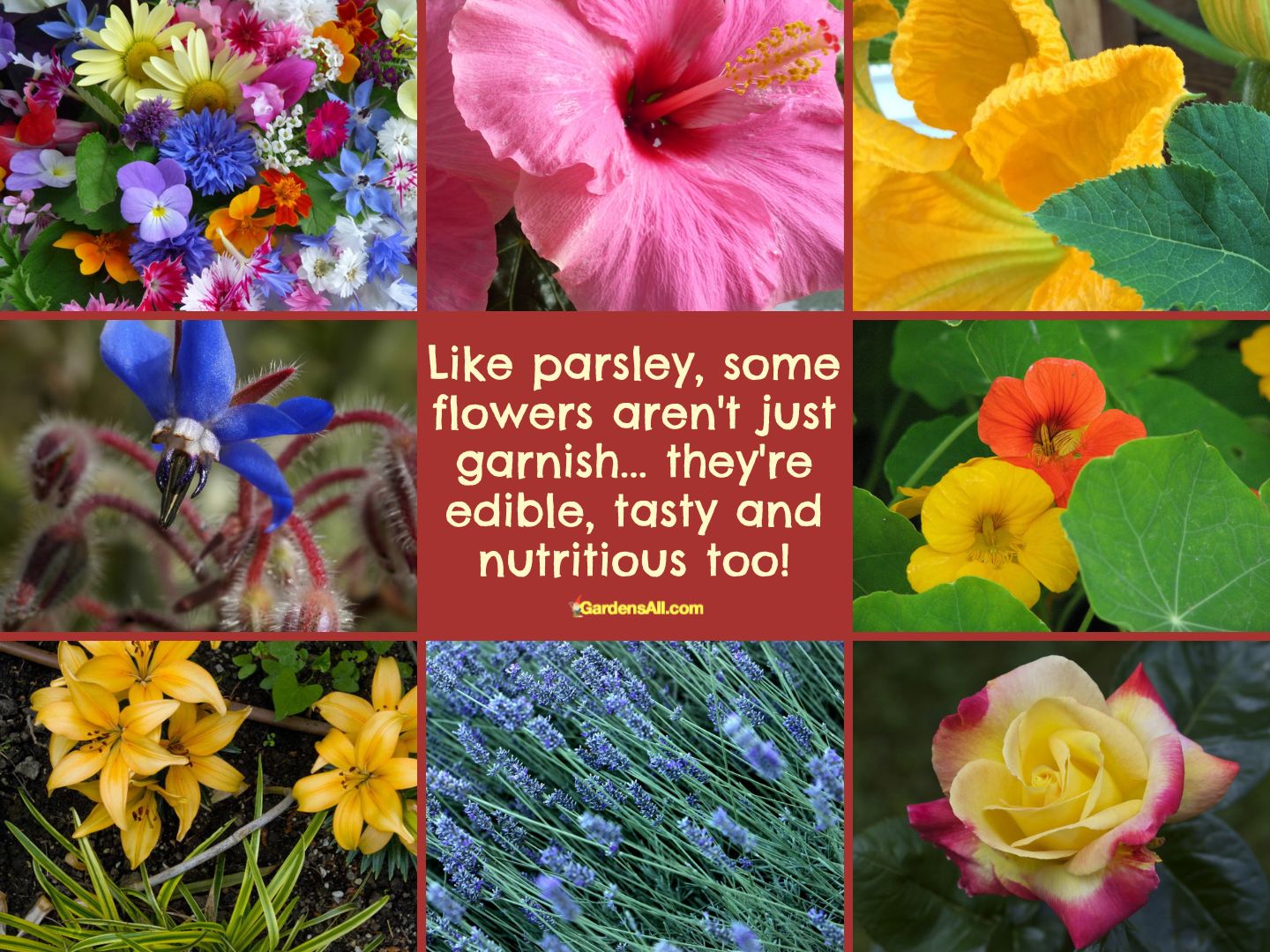 68 Edible Flowers for Beauty, Flair, Food and Health - GardensAll