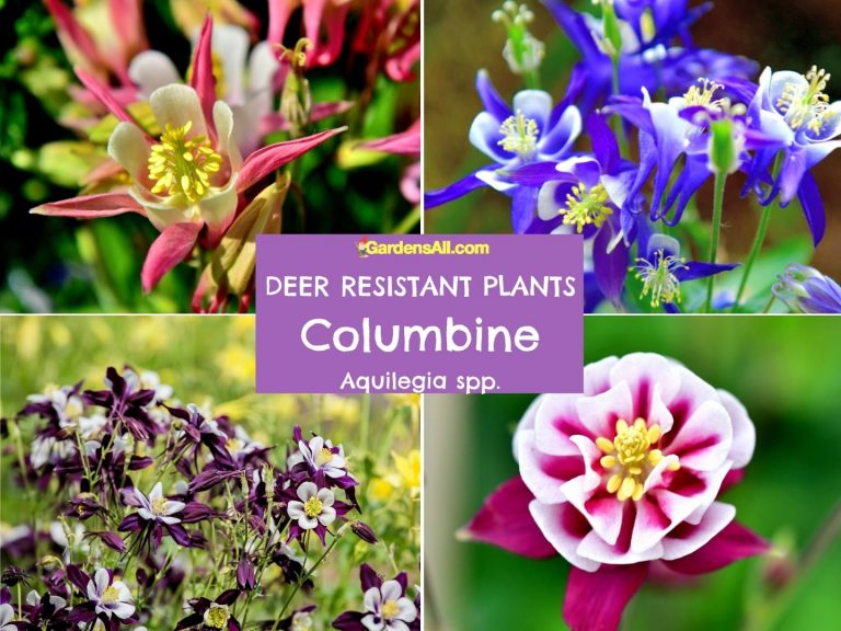 24 Beautiful, Perennial Deer Resistant Flowers For Your Yard And Garden