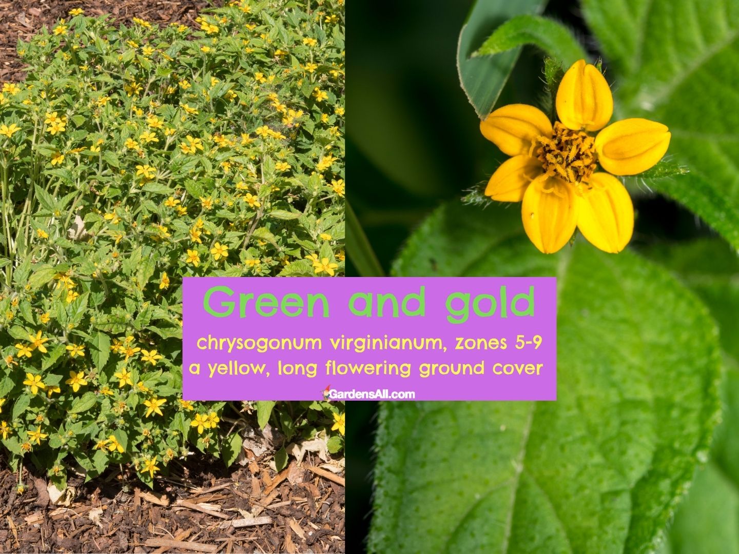 Ground Cover with Flowers is Both Practical and Ornamental - GardensAll