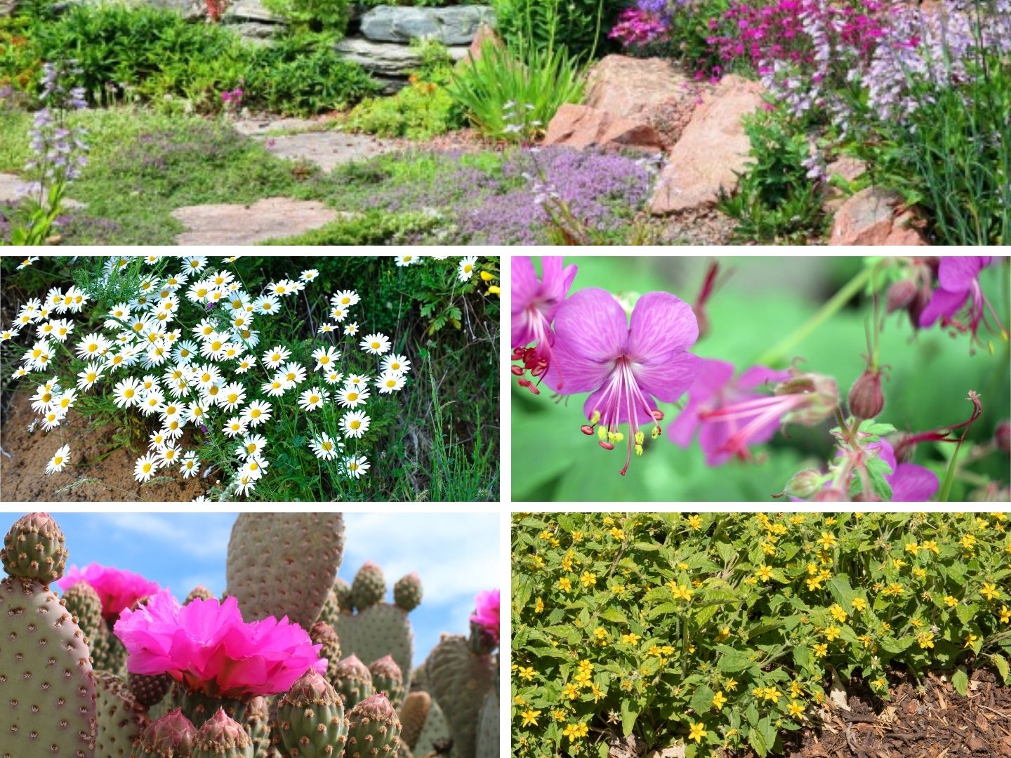Ground Cover with Flowers is Both Practical and Ornamental - GardensAll