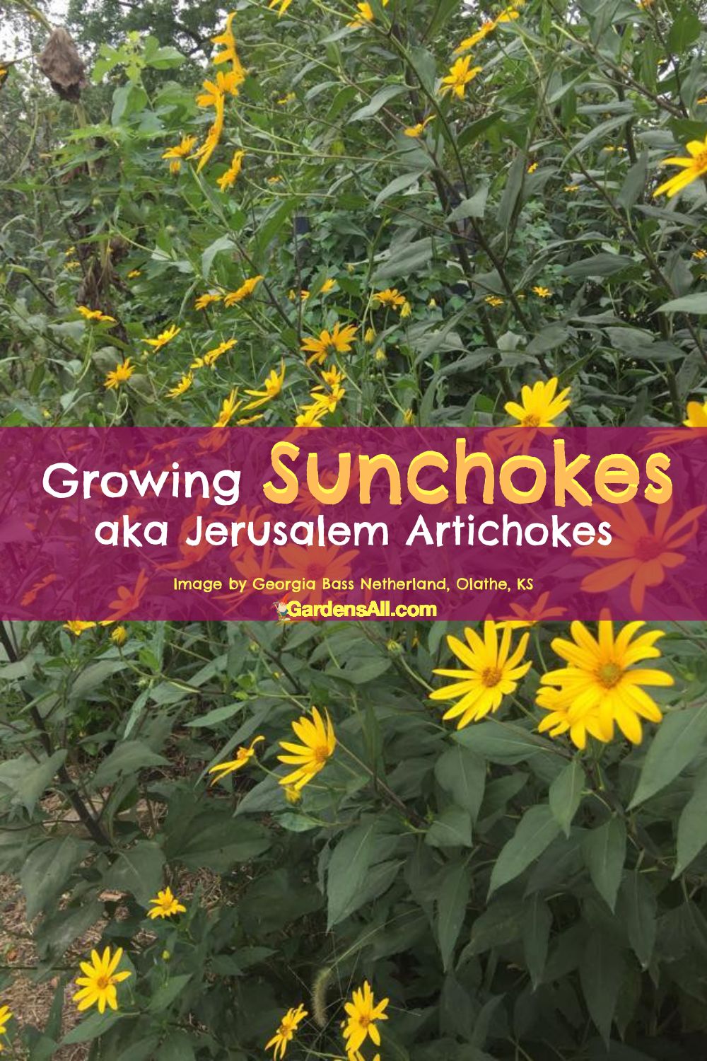 Growing Sunchokes, the Nutritious Jerusalem Artichokes, Helpful for ...
