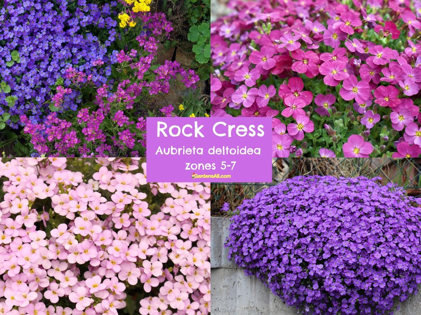 Ground Cover with Flowers is Both Practical and Ornamental - GardensAll