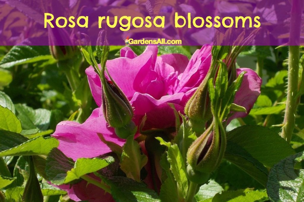 Rugosa Rose Bush - Growth, Benefits and Uses - GardensAll