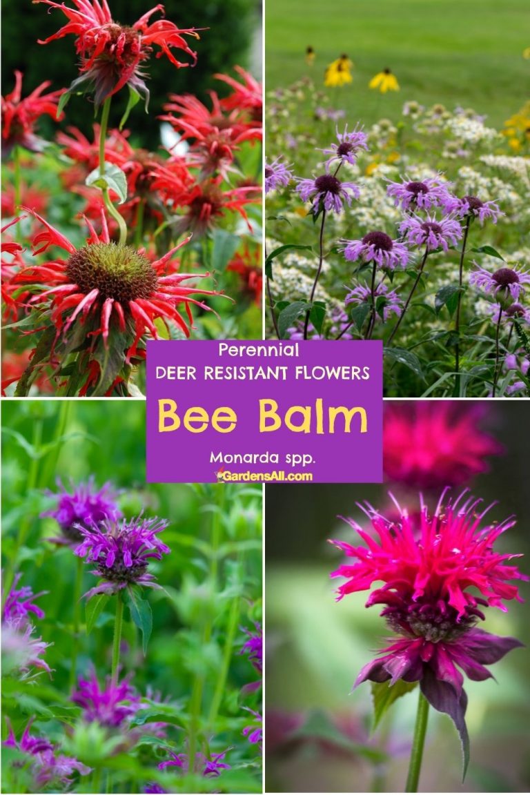 24 Beautiful, Perennial Deer Resistant Flowers For Your Yard And Garden