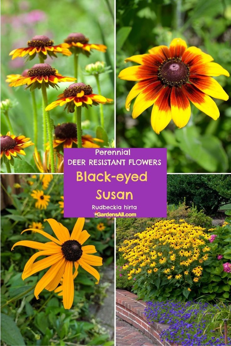 24 Beautiful, Perennial Deer Resistant Flowers For Your Yard And Garden