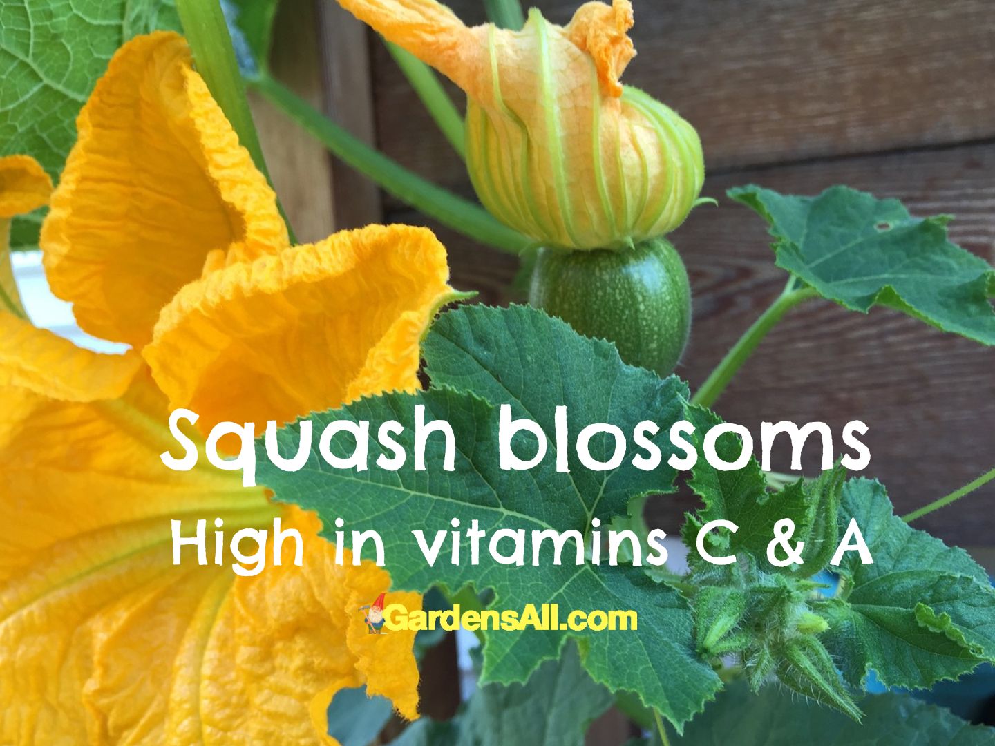 Pruning Squash Plants to Encourage Growth and Avoid Problems - GardensAll