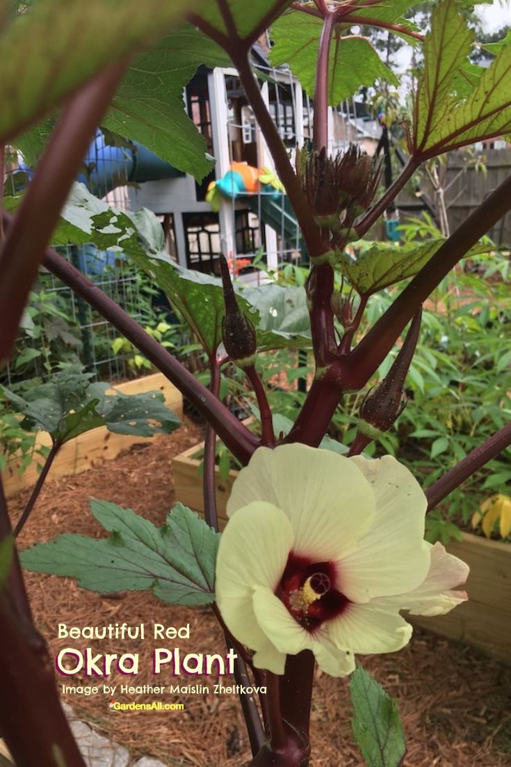 How to Grow Okra and Why You'll Want To